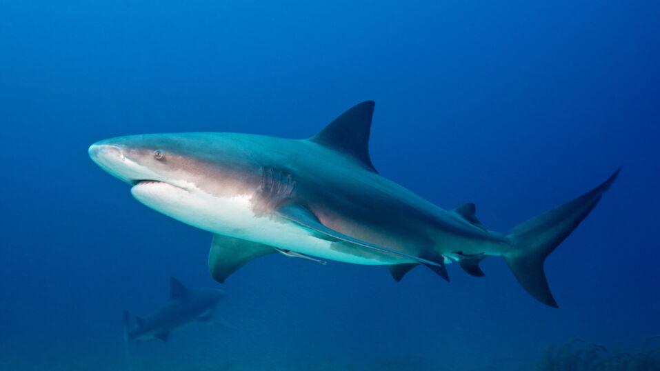 Fotos : Das sind die 10 gefährlichsten Haie der Welt
