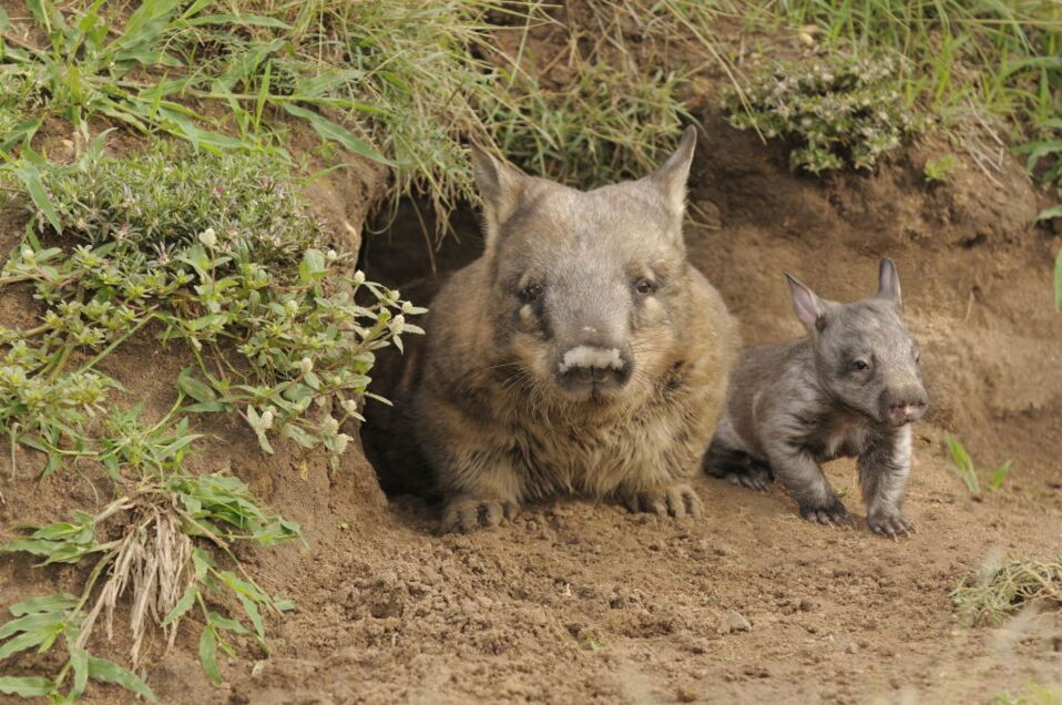 Tiere: Diese 10 Tierarten sind die seltensten der Welt