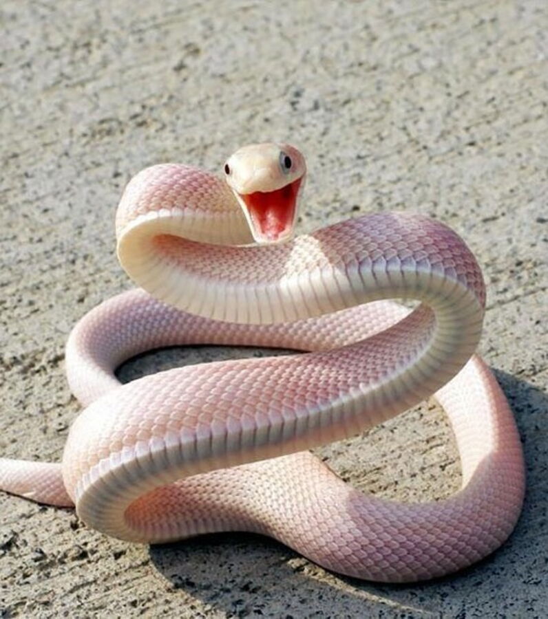 Photos : Animaux albinos : découvrez 18 photos incroyables et rares de ...