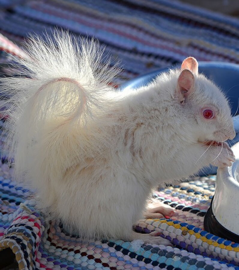 Photos : Animaux albinos : découvrez 18 photos incroyables et rares de ...