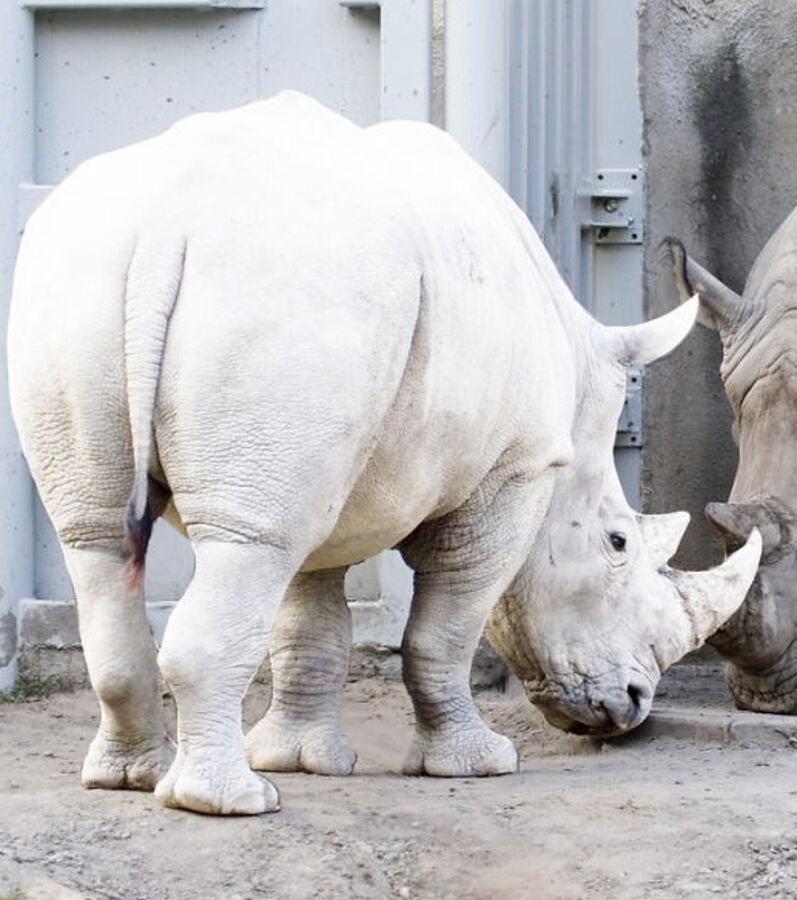 Photos : Animaux albinos : découvrez 18 photos incroyables et rares de ...