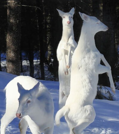 Photos : Animaux albinos : découvrez 18 photos incroyables et rares de ...