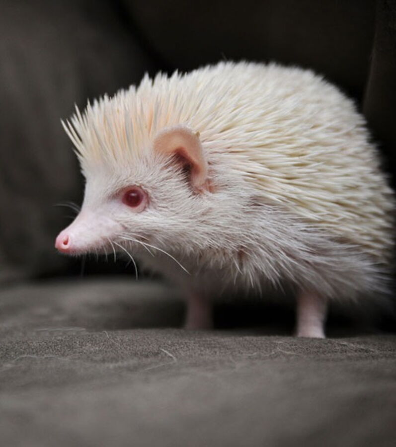 Photos : Animaux albinos : découvrez 18 photos incroyables et rares de ...