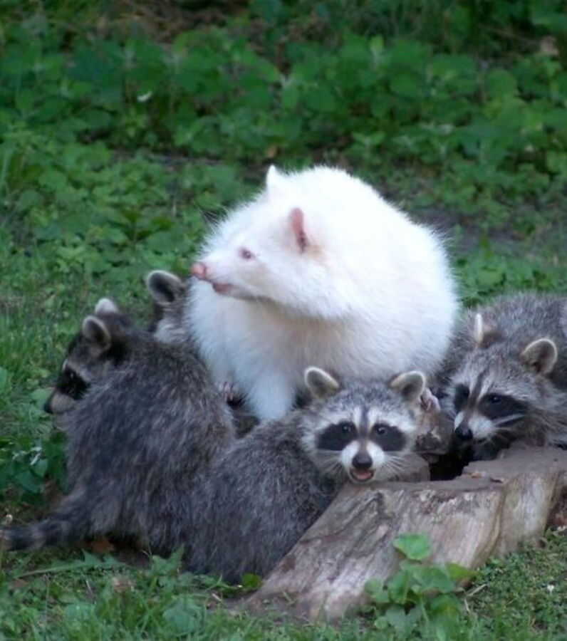 Photos : Animaux albinos : découvrez 18 photos incroyables et rares de ...