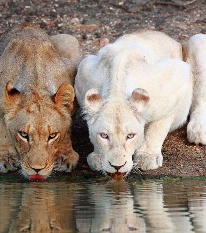 Photos : Animaux albinos : découvrez 18 photos incroyables et rares de ...