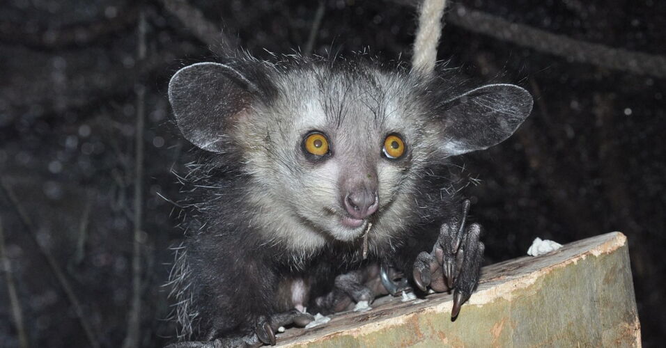 Photos : Aye-aye : reproduction, photo, tout savoir sur l'un des ...