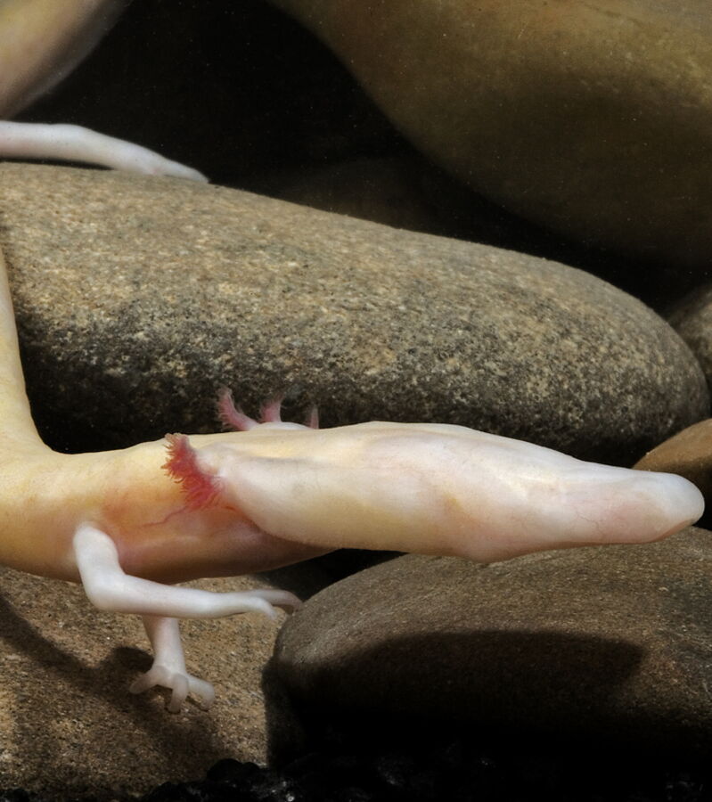 Ces 18 animaux méconnus à l'aspect étonnant pourraient disparaître ...