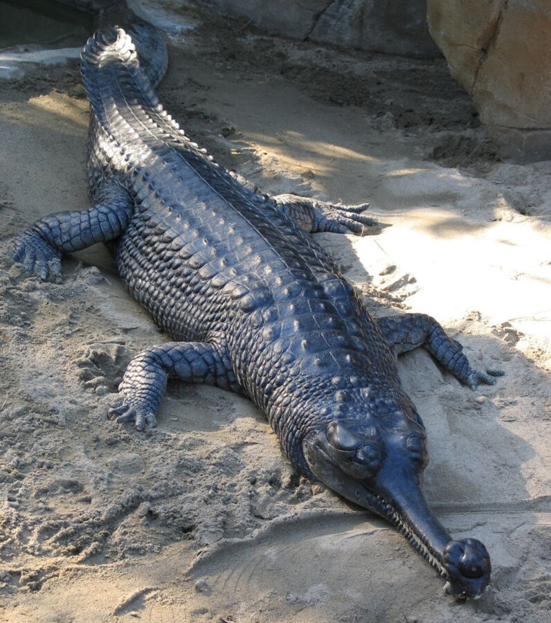 Ces 18 animaux méconnus à l'aspect étonnant pourraient disparaître ...