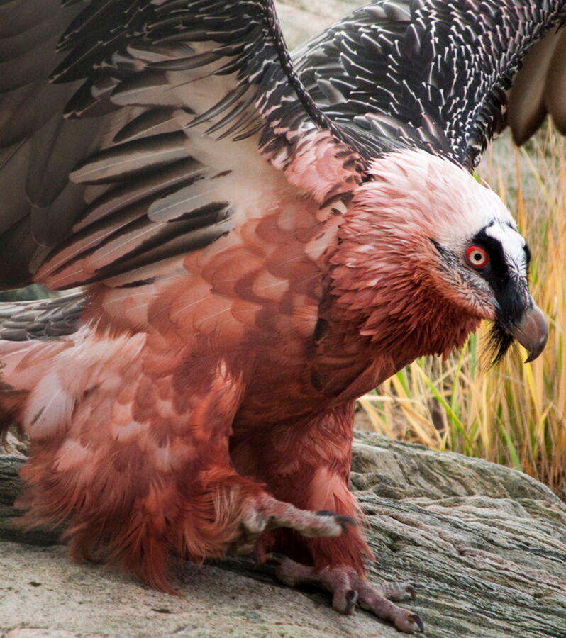 Ces 18 animaux méconnus à l'aspect étonnant pourraient disparaître ...