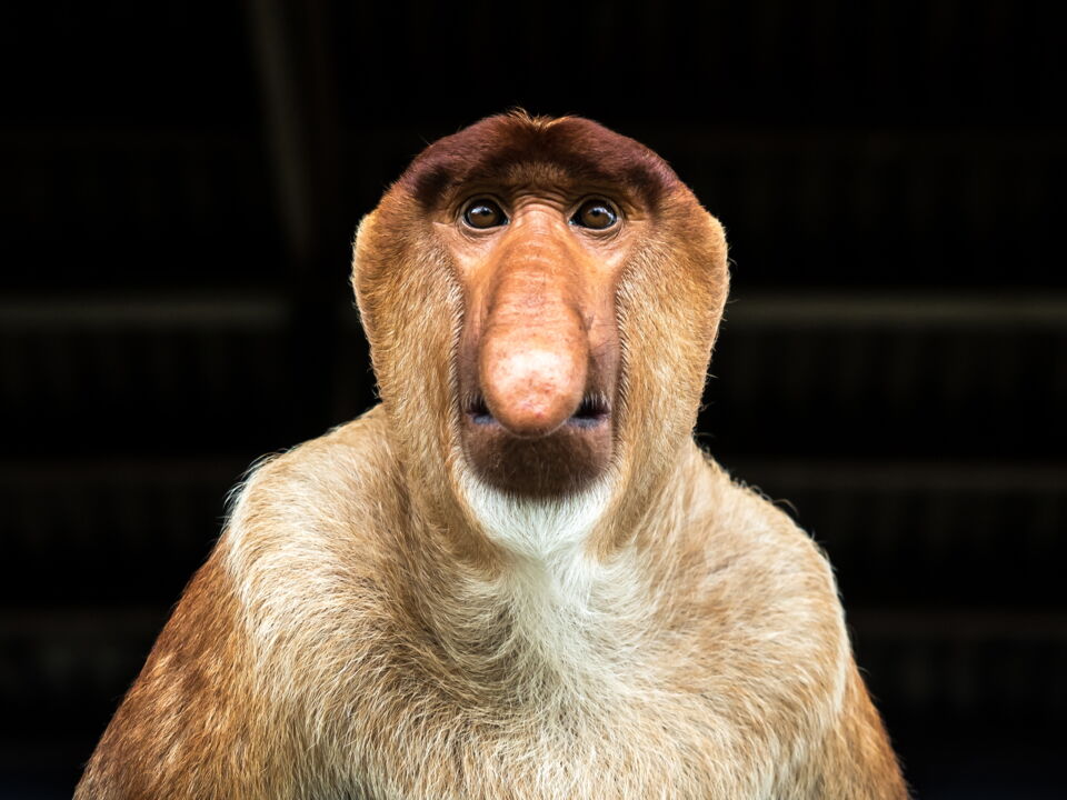 Ces 18 animaux méconnus à l'aspect étonnant pourraient disparaître ...