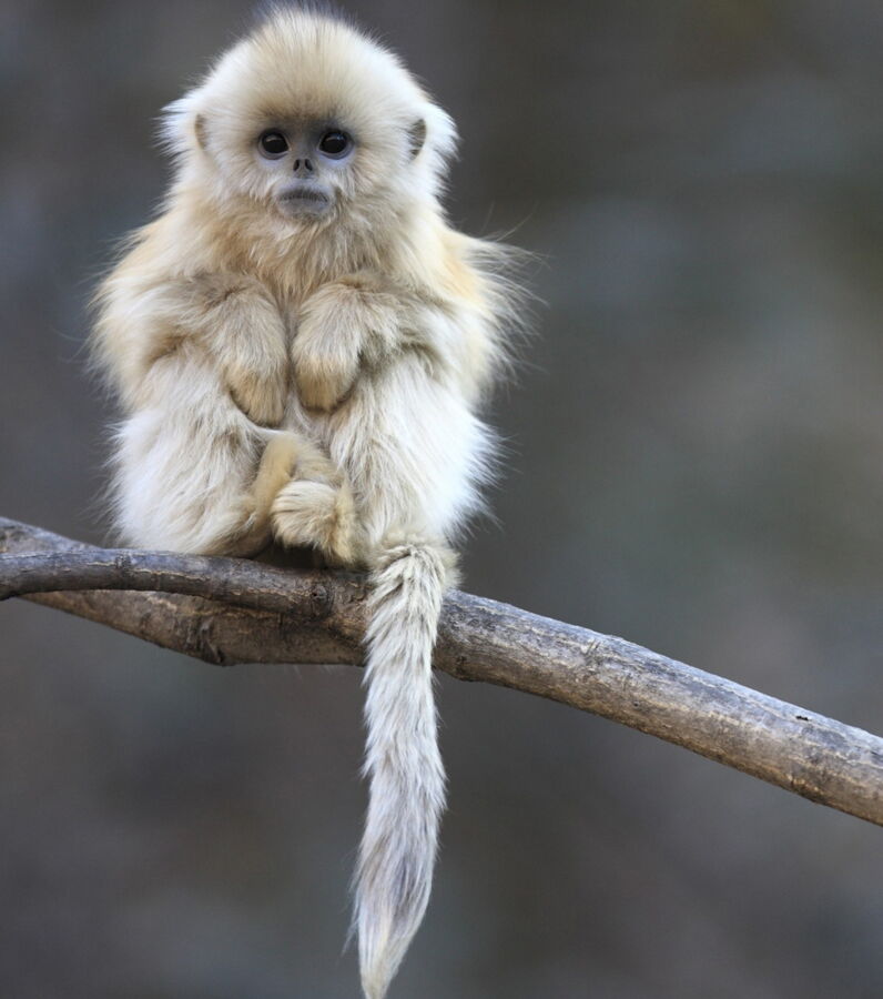 Ces 18 animaux méconnus à l'aspect étonnant pourraient disparaître ...