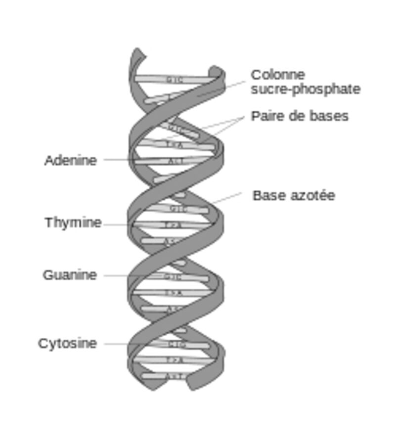 Photos : La double hélice de l'ADN photographiée pour la toute première ...