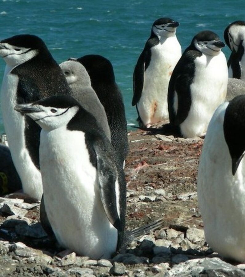 Photos : Antarctique : les manchots à jugulaire inquiètent les ...
