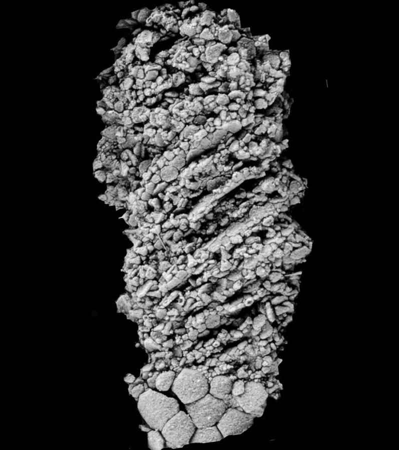 Photos : Un étrange échinoderme fossilisé en forme de cigare retrouvé ...