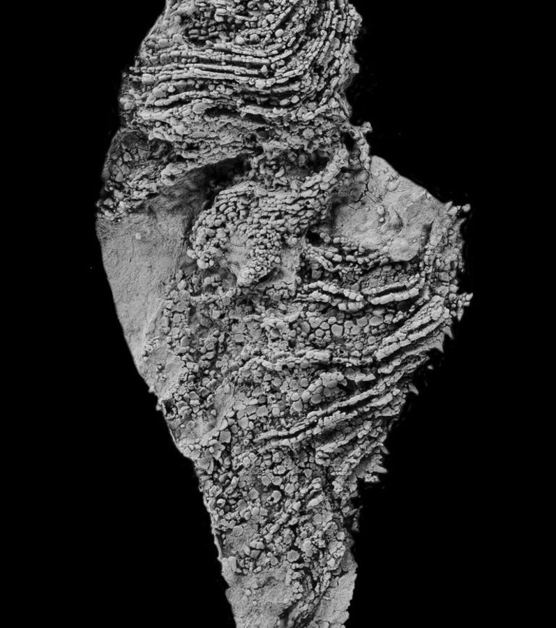 Photos : Un étrange échinoderme fossilisé en forme de cigare retrouvé ...