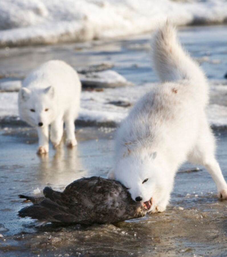 Photos : Le renard polaire, un animal fascinant qui résiste au froid ...