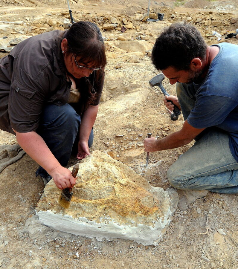 Photos : Atsinganosaurus velauciensis, le ''dinosaure tzigan'', un ...
