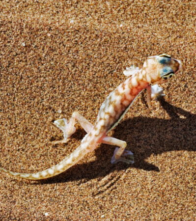 Photos : Découvrez les magnifiques images d’un gecko capturées dans le ...