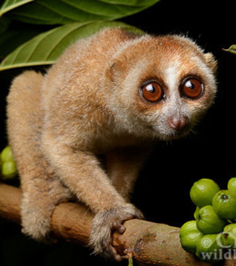 Photos : Le Nycticebus kayan, nouveau spécimen de l'espèce des loris ...