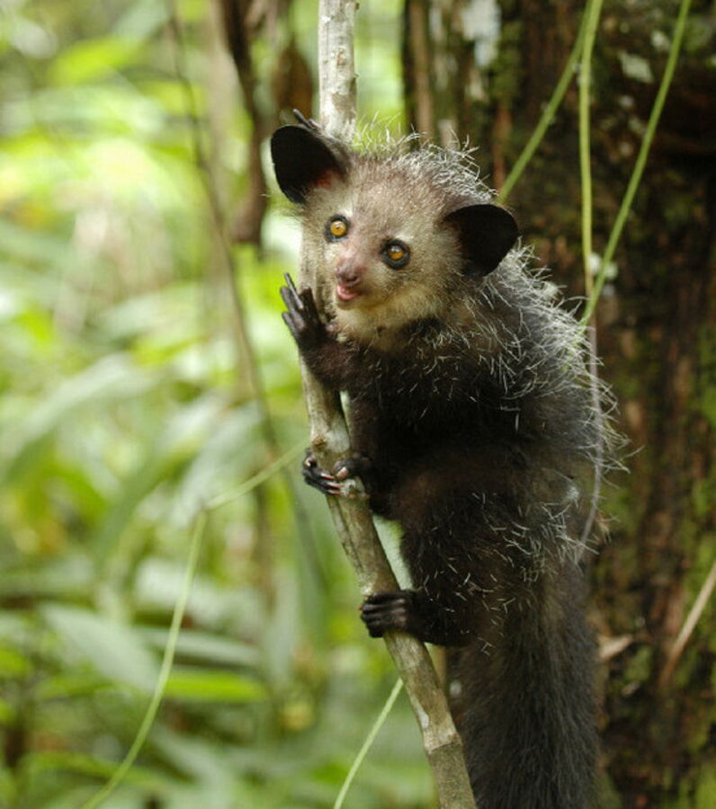 Photos : En images : le génome du aye-aye séquencé pour tenter de ...