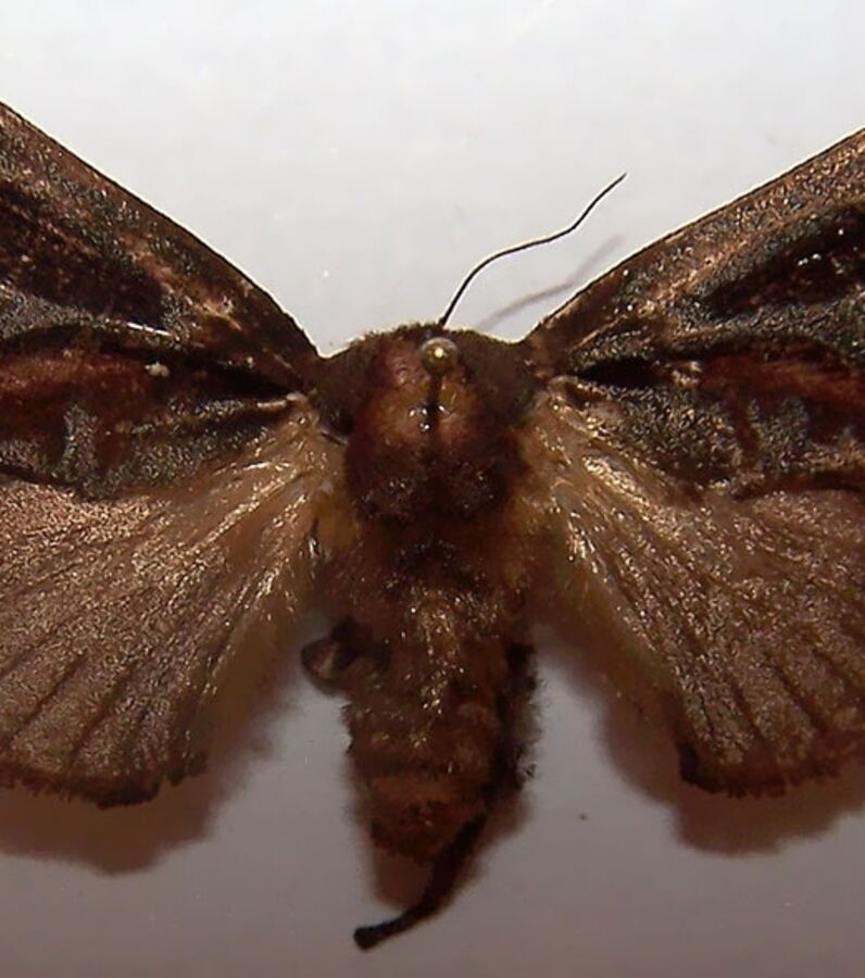 Animaux : découvrez la magnifique métamorphose de 15 chenilles en papillons