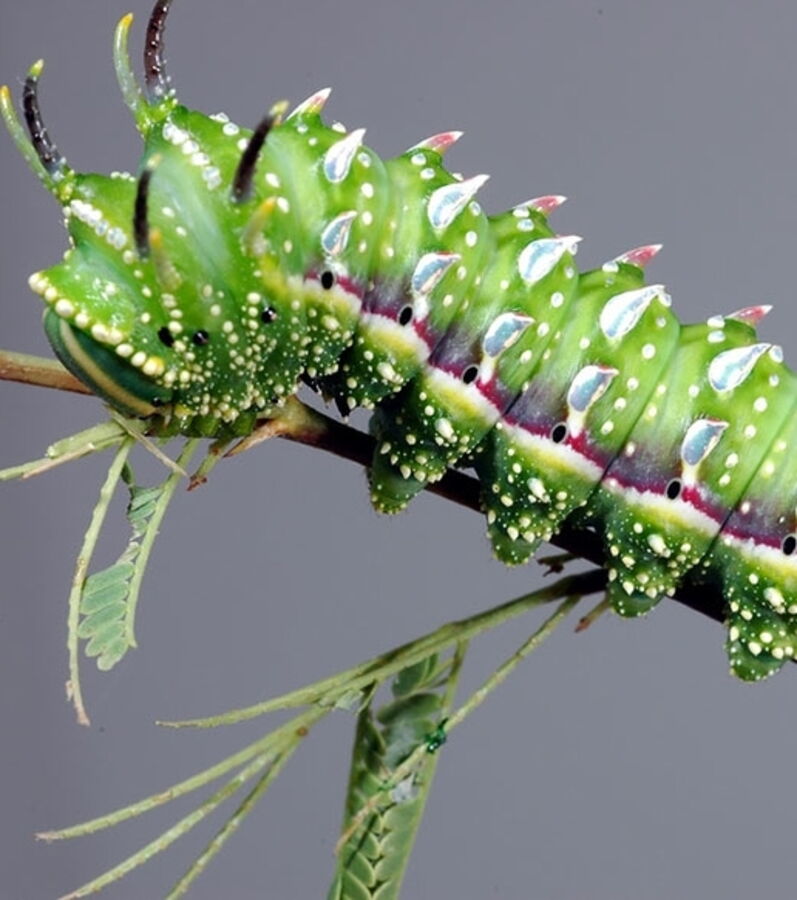 Animaux : découvrez la magnifique métamorphose de 15 chenilles en papillons