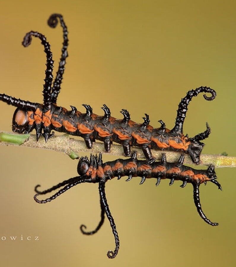Photos : Animaux : découvrez la magnifique métamorphose de 15 chenilles ...