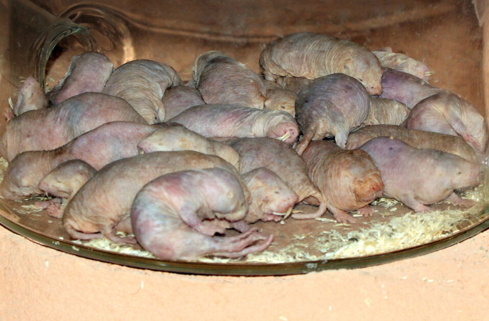 Photos : Ces 10 animaux sont parmi les plus moches de la planète