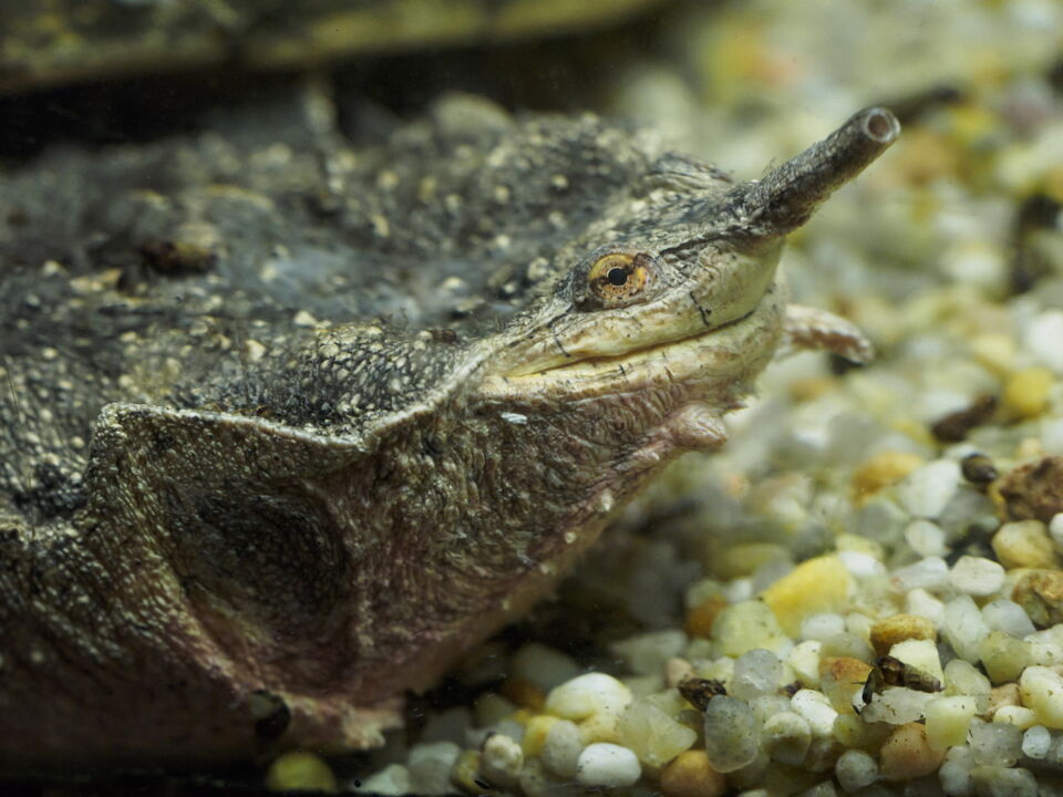 Photos : Ces 10 animaux sont parmi les plus moches de la planète