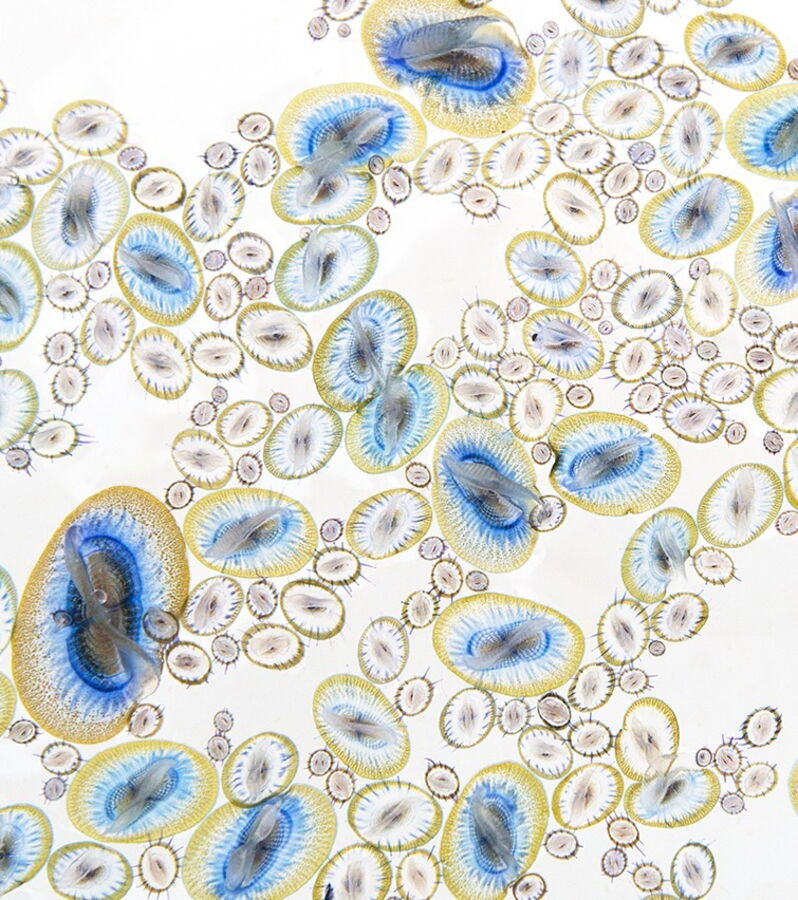 Découvrez les incroyables photos naturalistes récompensées par le ...