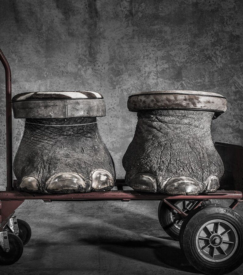 Découvrez les incroyables photos naturalistes récompensées par le ...