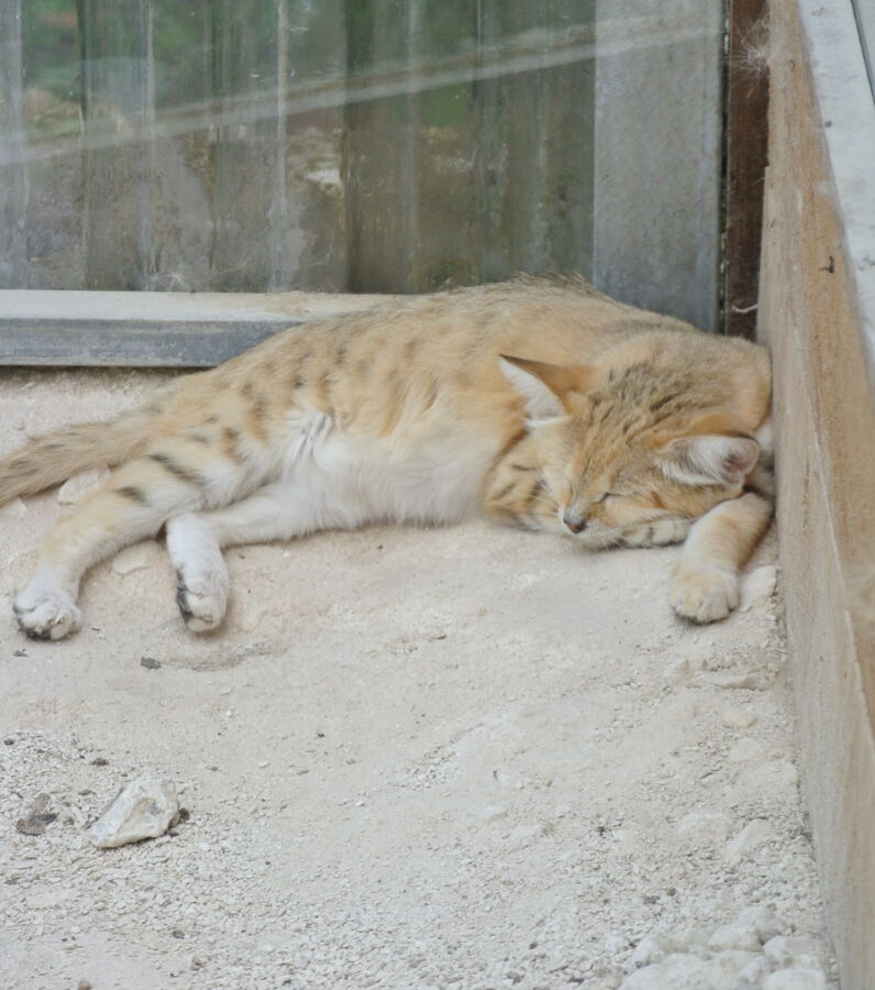 Photos : Le Parc des Félins, une merveilleuse expédition à la rencontre ...