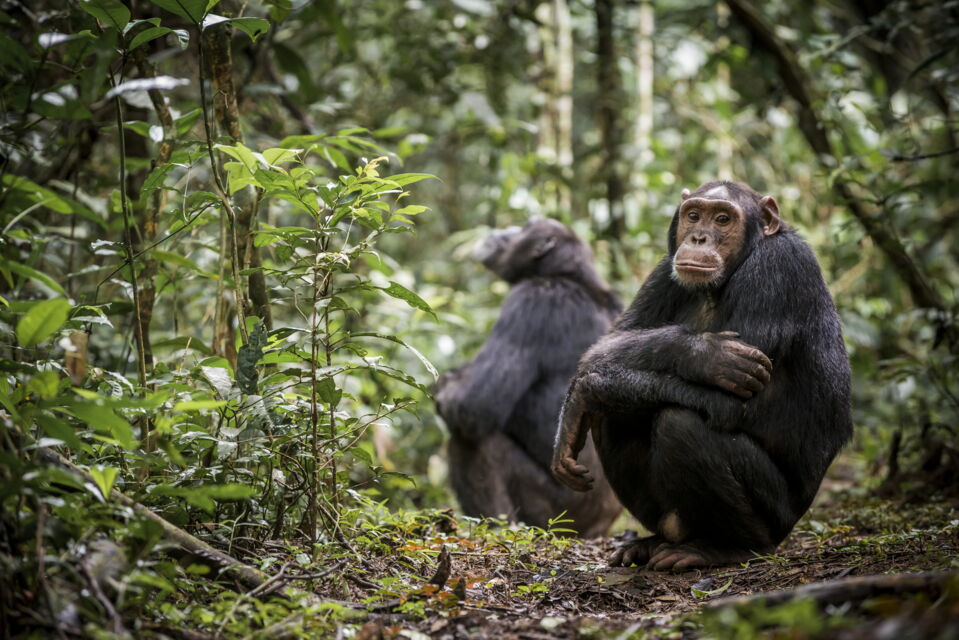 Les 10 animaux les plus intelligents du monde