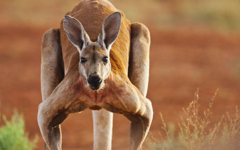 Top 15 des animaux plus dangereux qu'ils n'en ont l'air