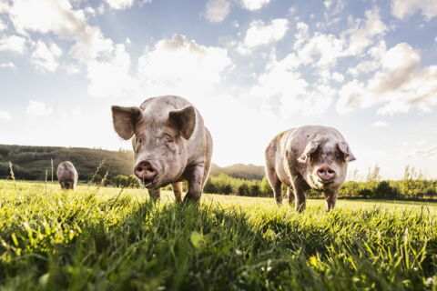Photos : Quel est l'animal le plus intelligent du monde