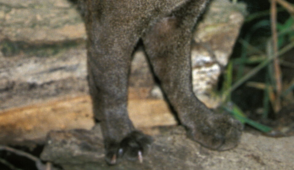 Photos : Devinez à quels félins ces pattes appartiennent