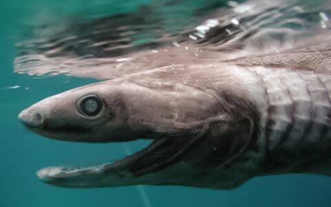 Top 8 des espèces de requins incroyables, mais méconnues