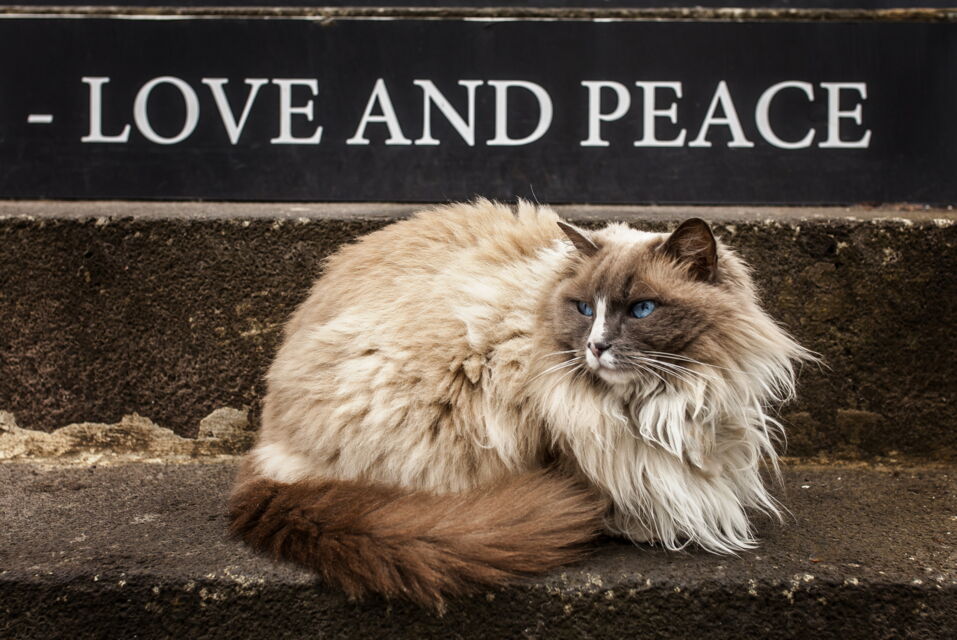 Photos : Les 8 races de chat les plus rares au monde