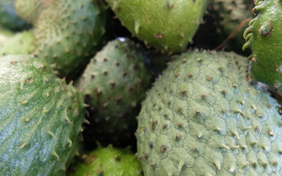 Photos : Les 90 fruits et légumes exotiques à tester avant de mourir