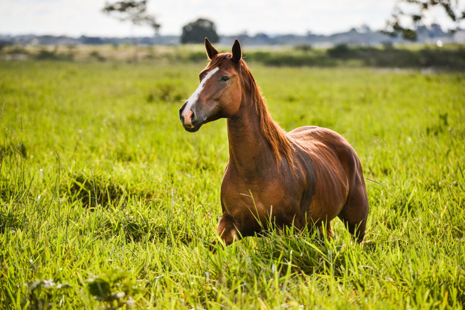 Les 10 animaux les plus intelligents du monde