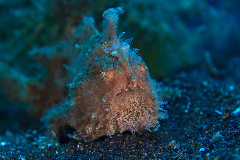 Ces 10 animaux sont parmi les plus moches de la planète