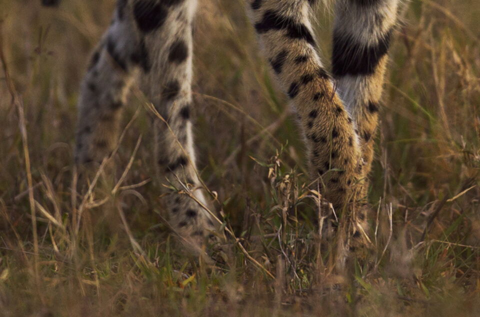 Photos : Devinez à quels félins ces pattes appartiennent