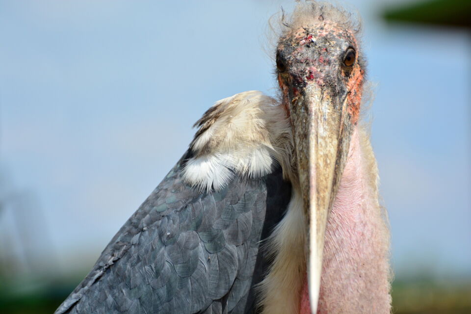 Ces 10 animaux sont parmi les plus moches de la planète