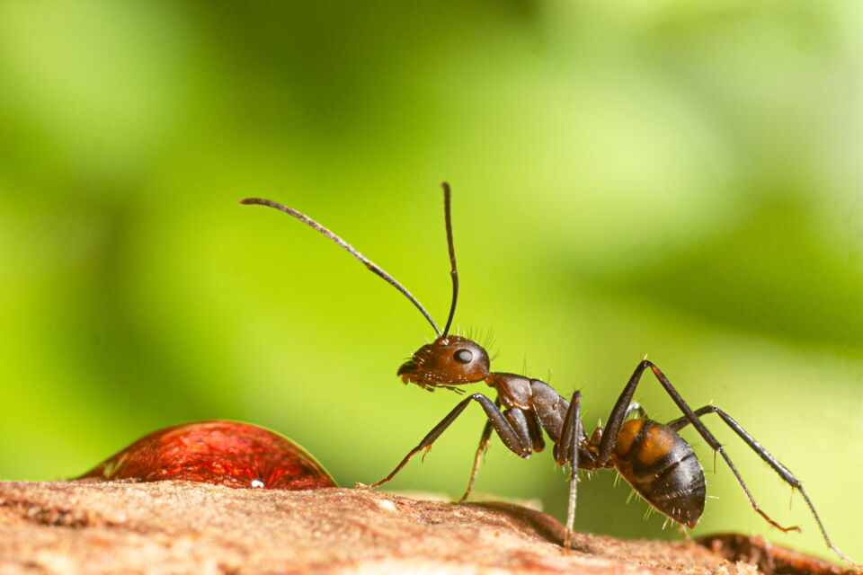 Photos : Quel est l'animal le plus intelligent du monde