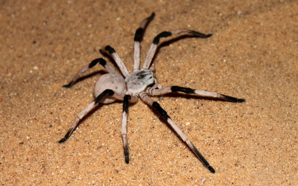 Top 15 des araignées aux particularités aussi étranges que fascinantes