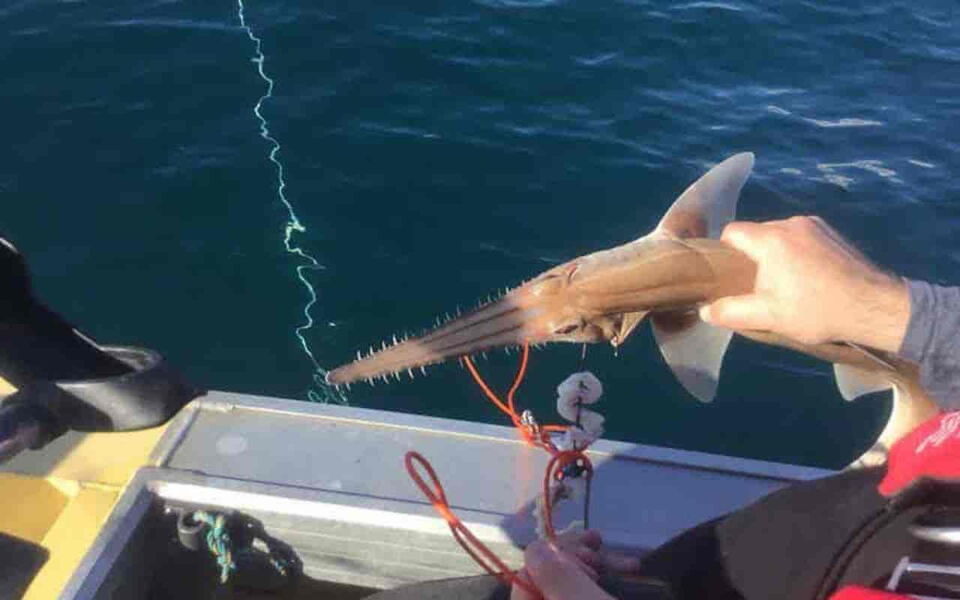 Photos : Top 8 des espèces de requins incroyables, mais méconnues