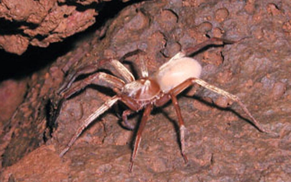 Photos : Top 15 des araignées aux particularités aussi étranges que ...