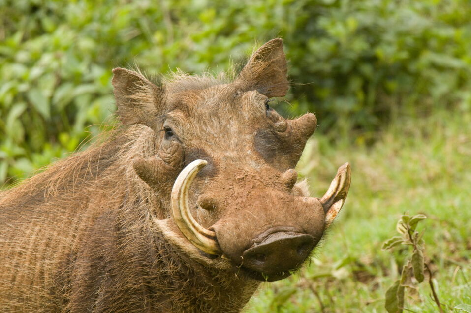 Photos : Ces 10 animaux sont parmi les plus moches de la planète