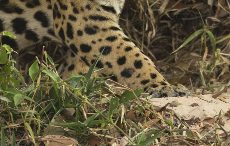 Photos : Devinez à quels félins ces pattes appartiennent