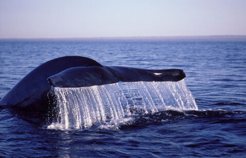 Photos : Quel est l'animal le plus intelligent du monde